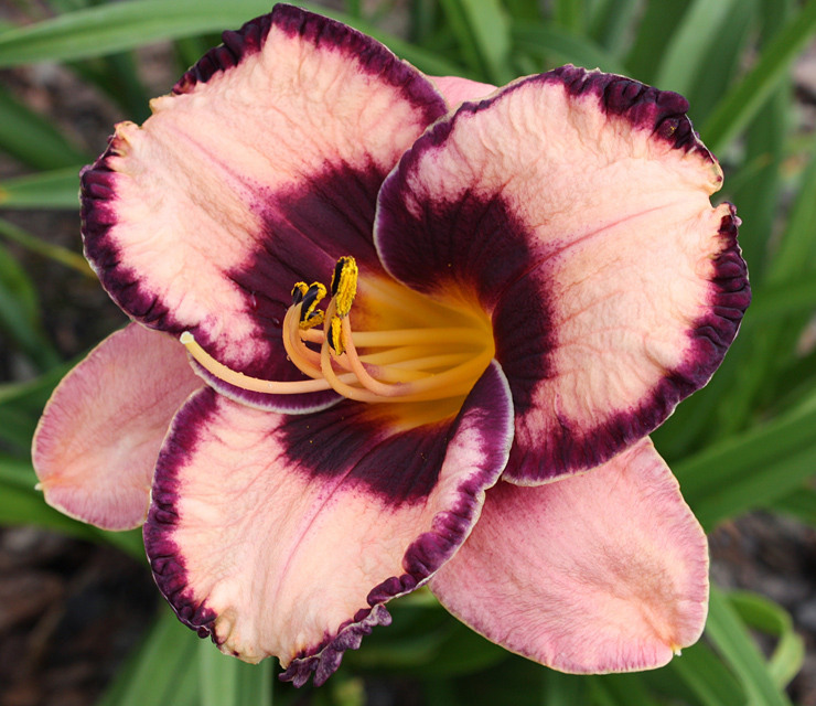 Daylily: Adamas