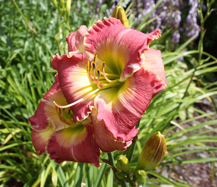 Daylily: Boadicea