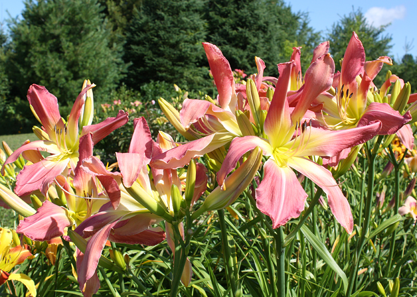 Daylily: Webster's Pink Wonder